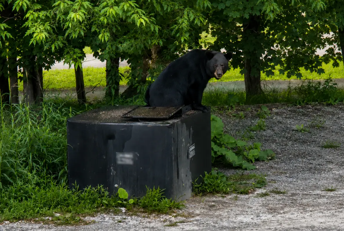 Bear Caught Taking a Bath in Used Cooking Oil Behind New York ...